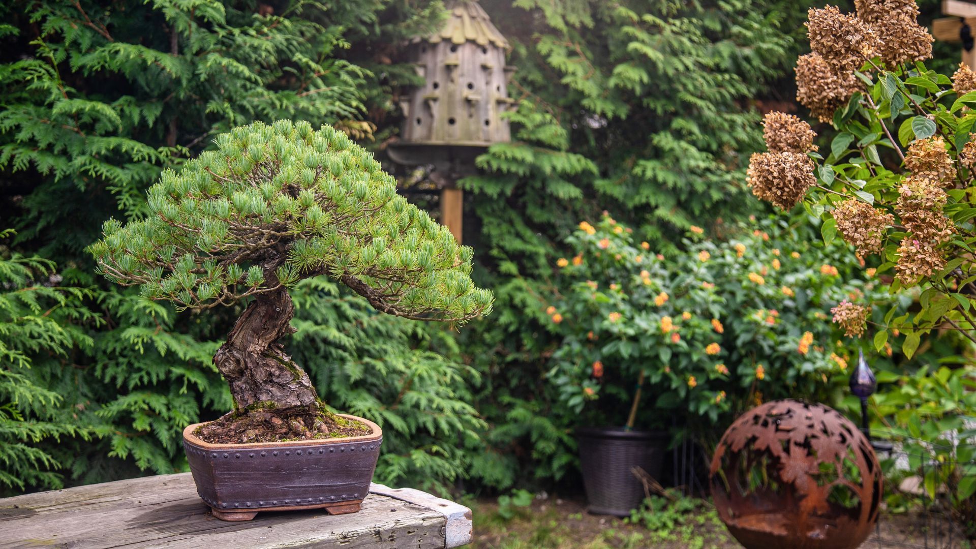 Gallery - Holistic Bonsai